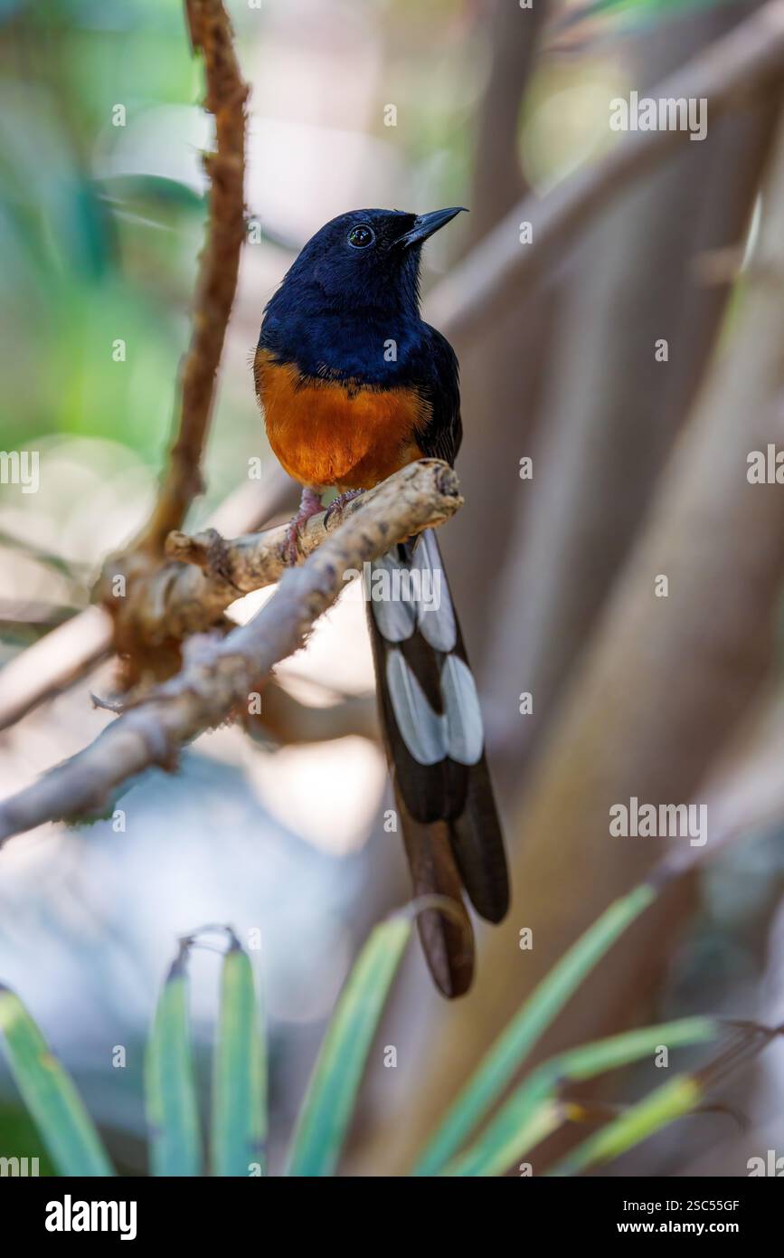 Shama bird hi-res stock photography and images - Alamy