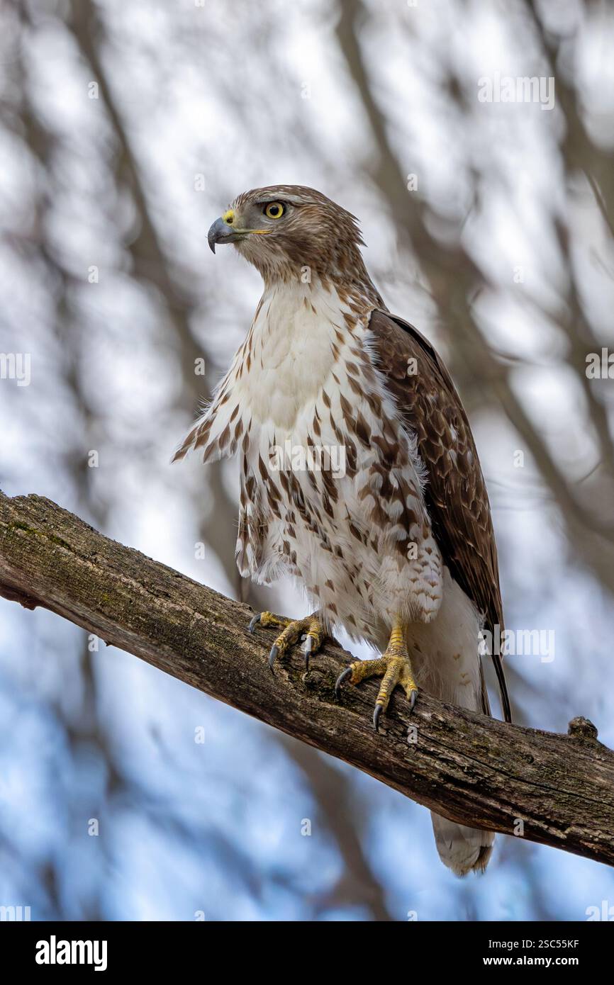 A red-tailed hawk proudly perched in a tree. with its brown and white ...