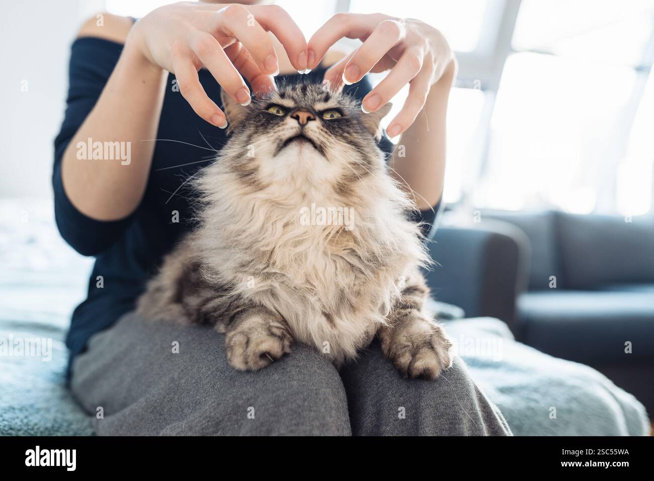 woman's hands hugging and scratching a fluffy gray cat Stock Photo - Alamy