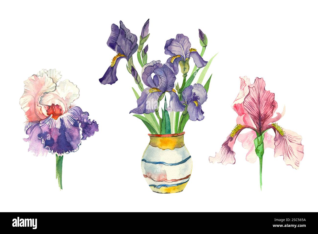 A set of watercolor illustrations. Irises of different colors of pink ...