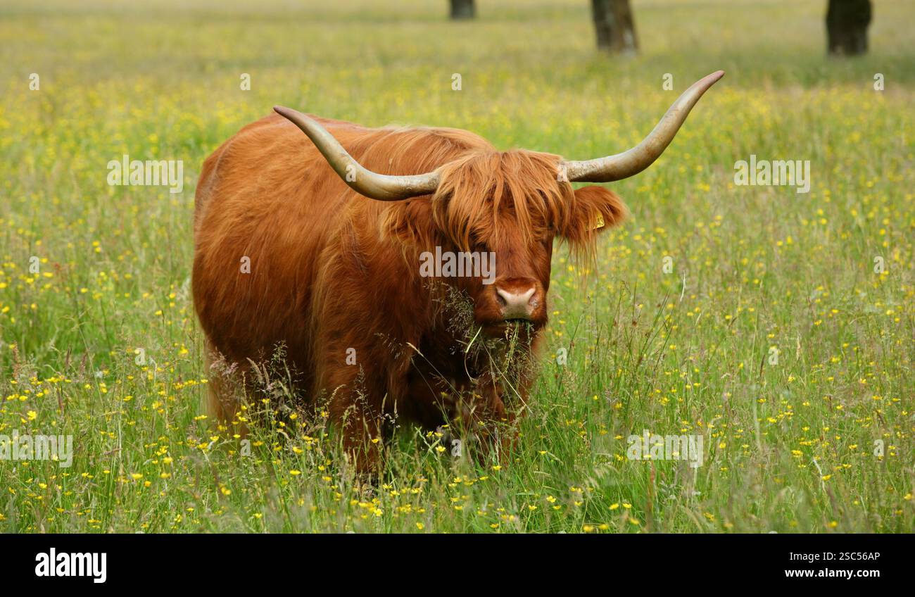 Highland Cow in field in the Scottish Highlands Stock Photo - Alamy