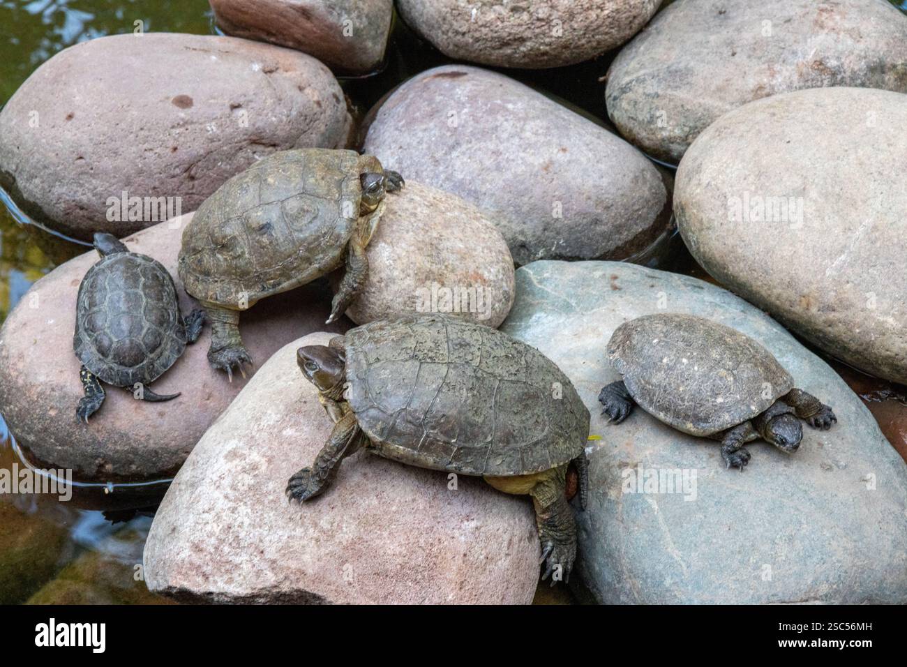 Water turtles resting on stones in Le jardin Secret, set of elegant ...