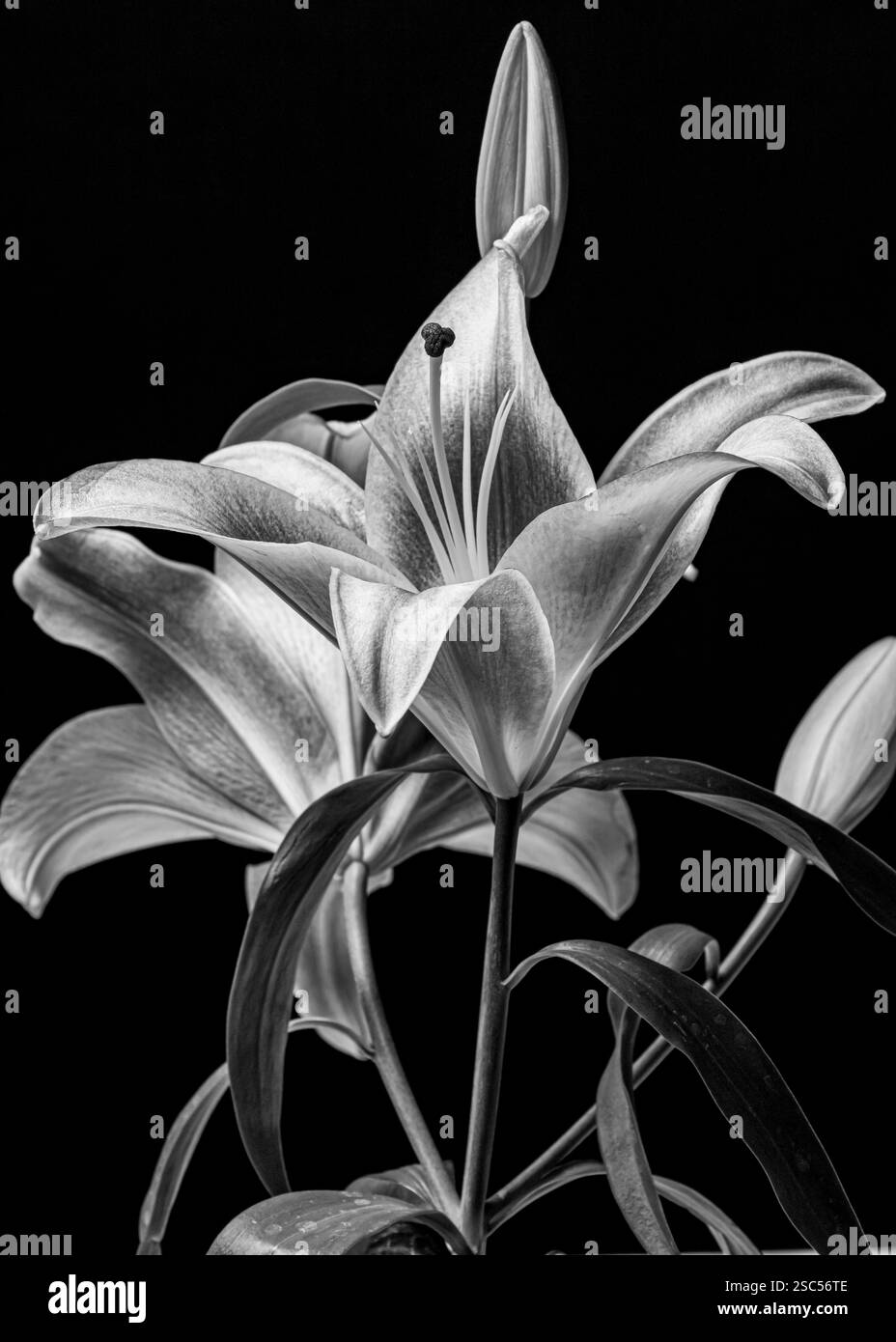 Monochrome Lily flower on black background vertical Stock Photo - Alamy