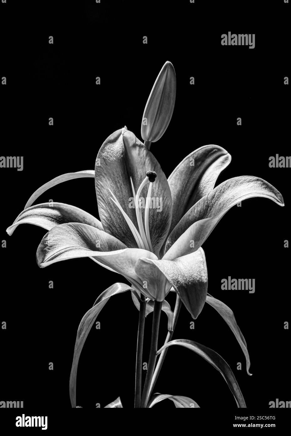 Monochrome Lily flower on black background vertical Stock Photo - Alamy