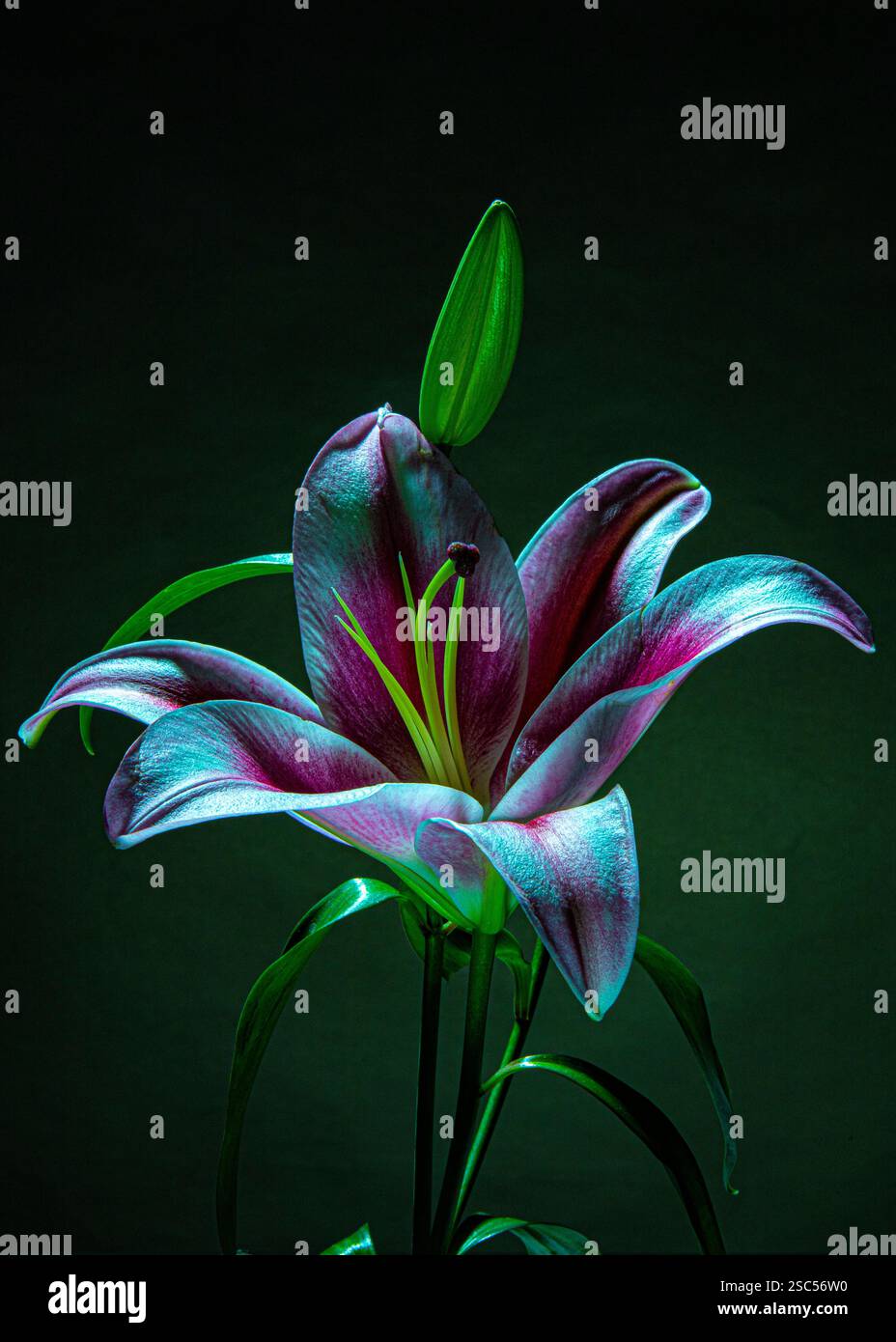 Orange day lily purple hi-res stock photography and images - Alamy