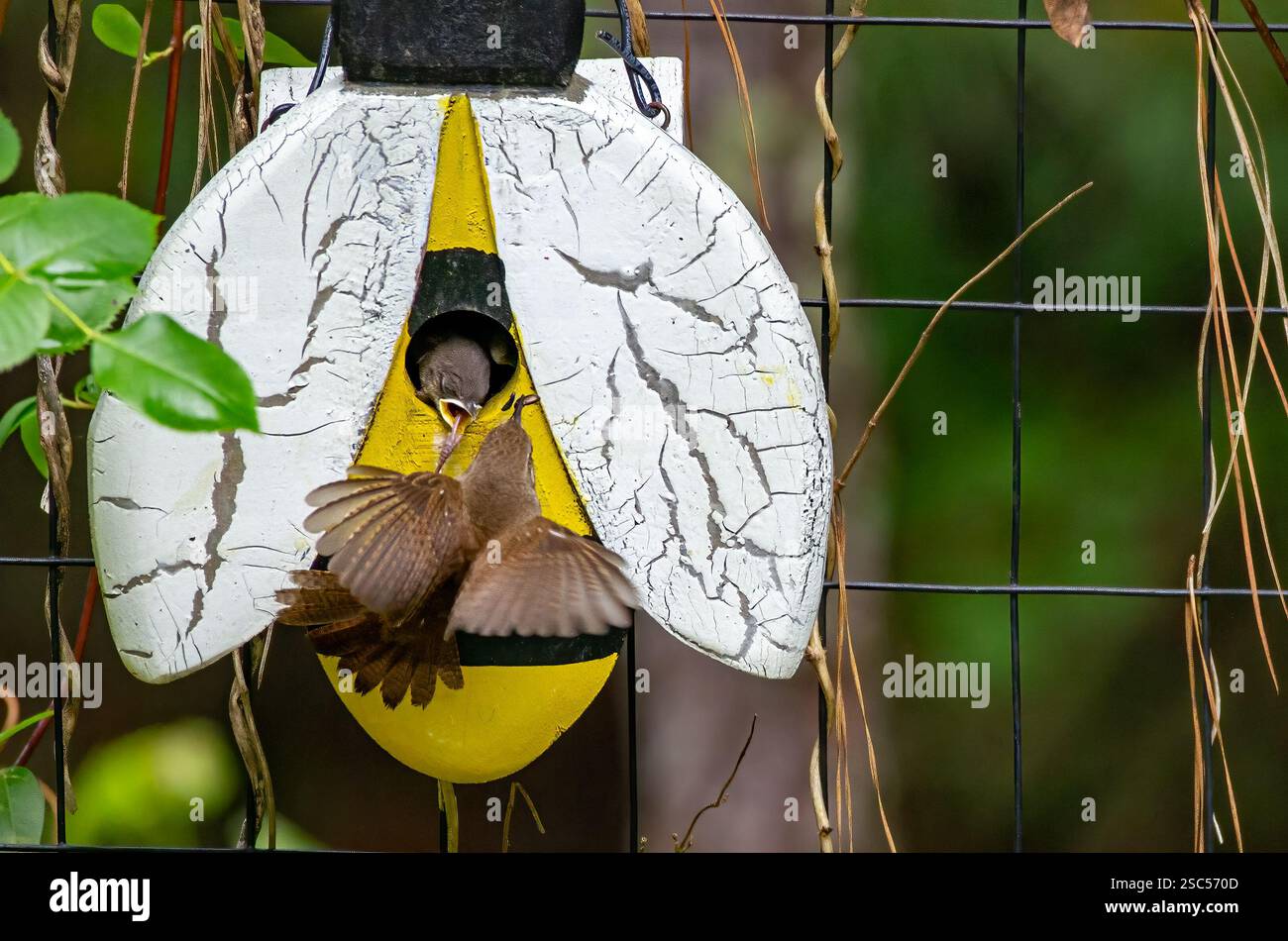 Wren flying hi-res stock photography and images - Alamy
