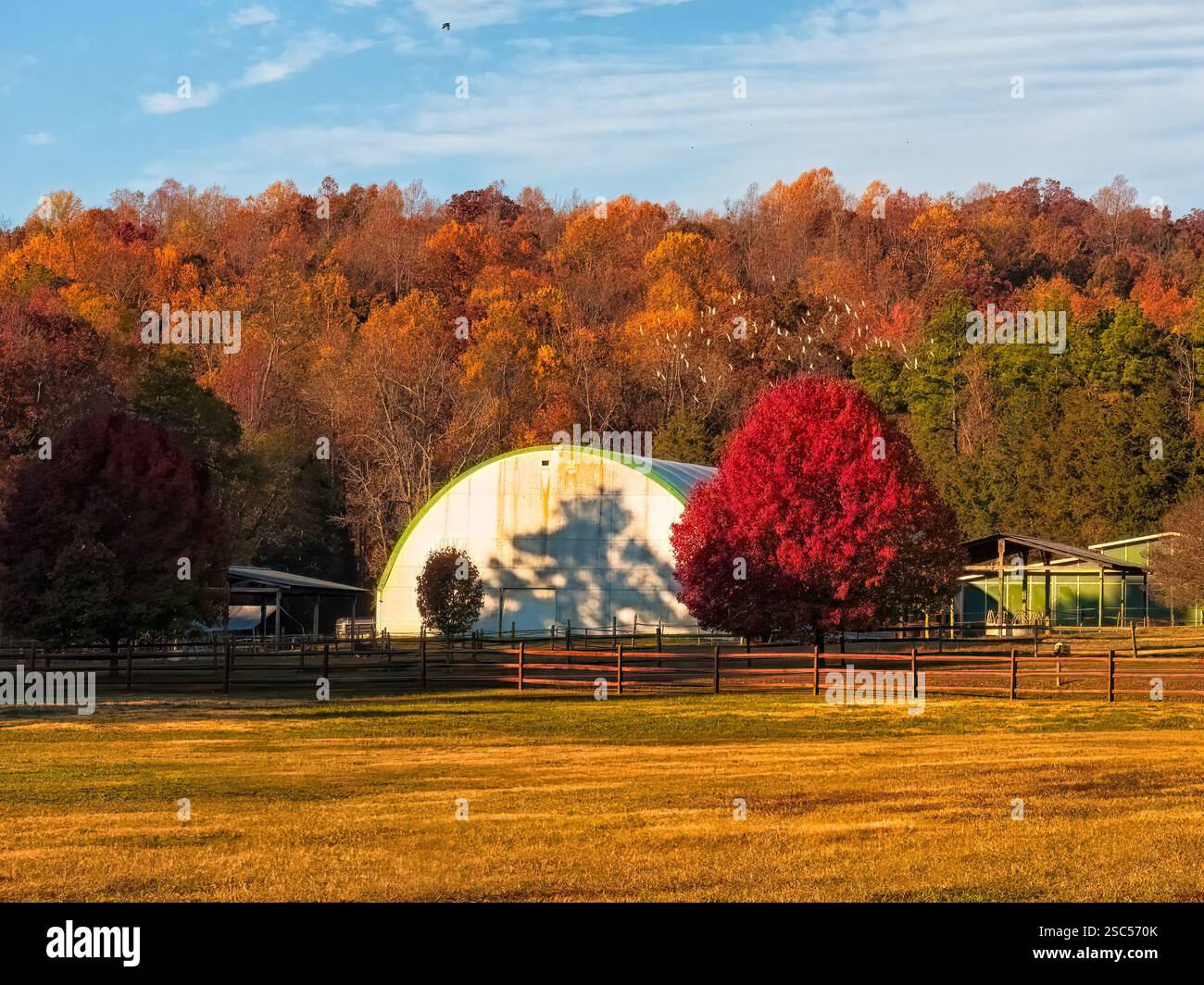 A scenic farm landscape in autumn, featuring a red tree, rolling hills ...