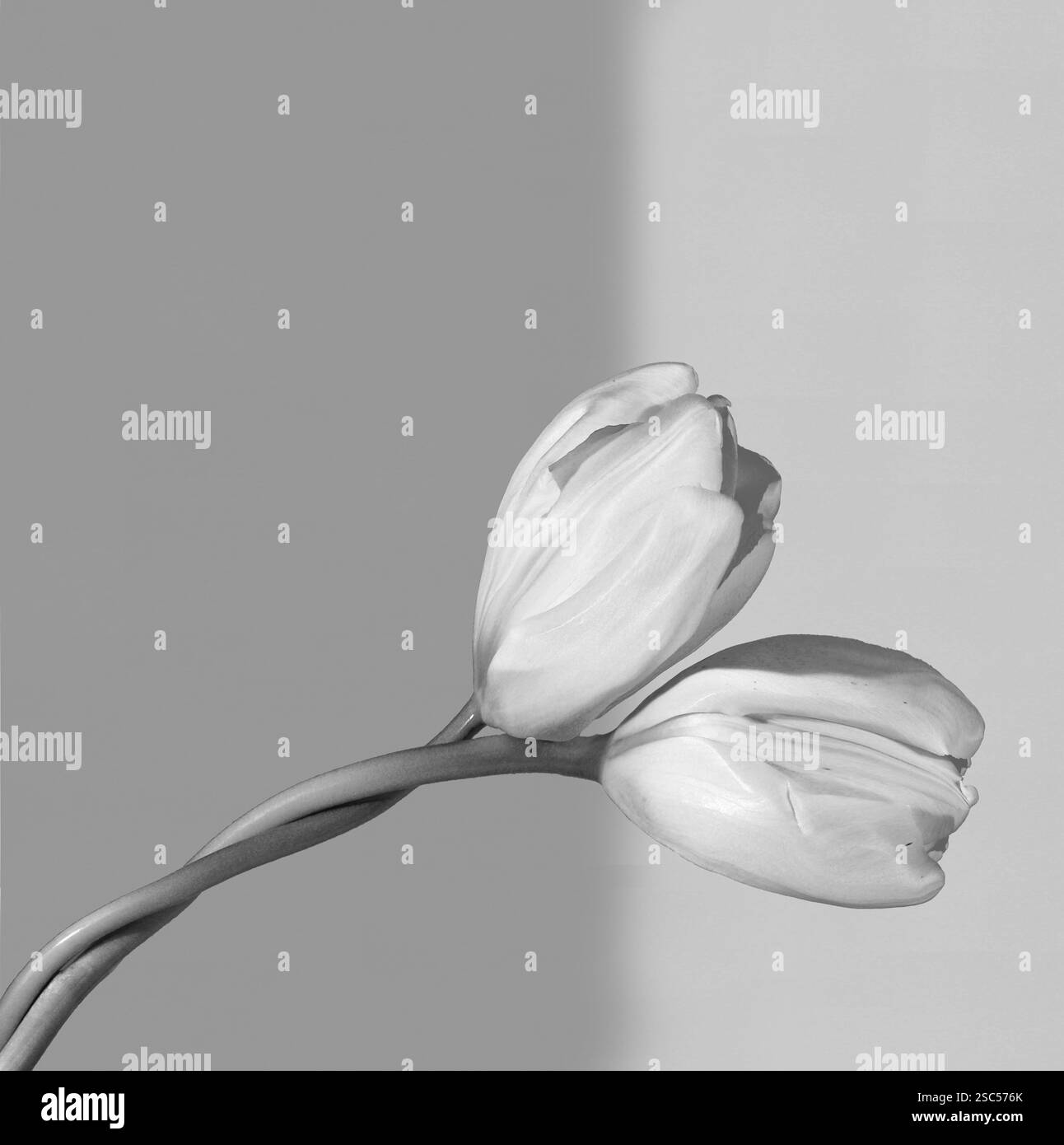 Two beautiful young people Black and White Stock Photos & Images - Alamy