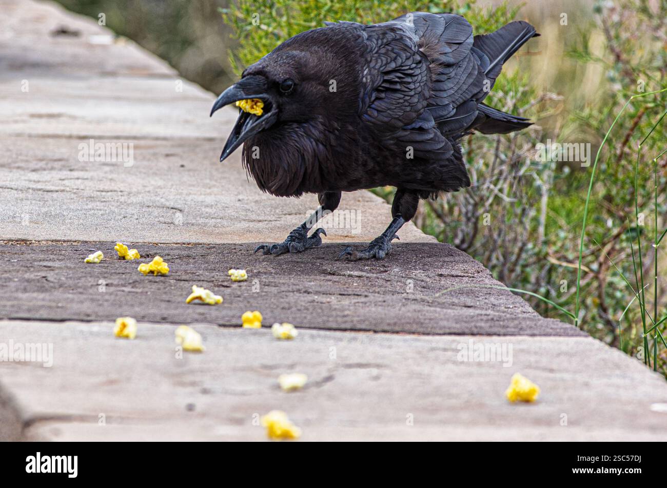 A common raven scavenging popcorn on a stone pathway in a natural ...
