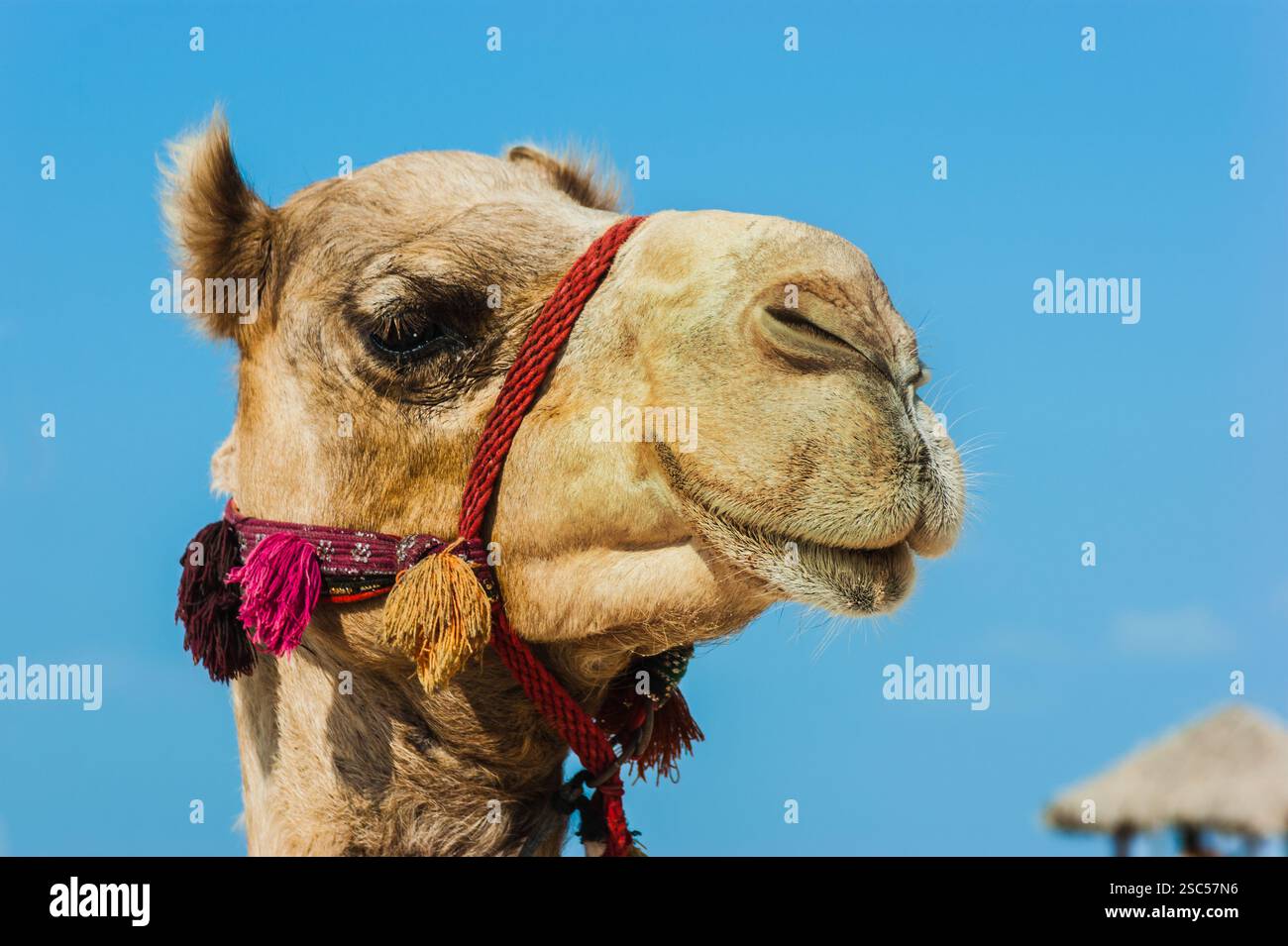 The muzzle of the African camel close-up Stock Photo - Alamy