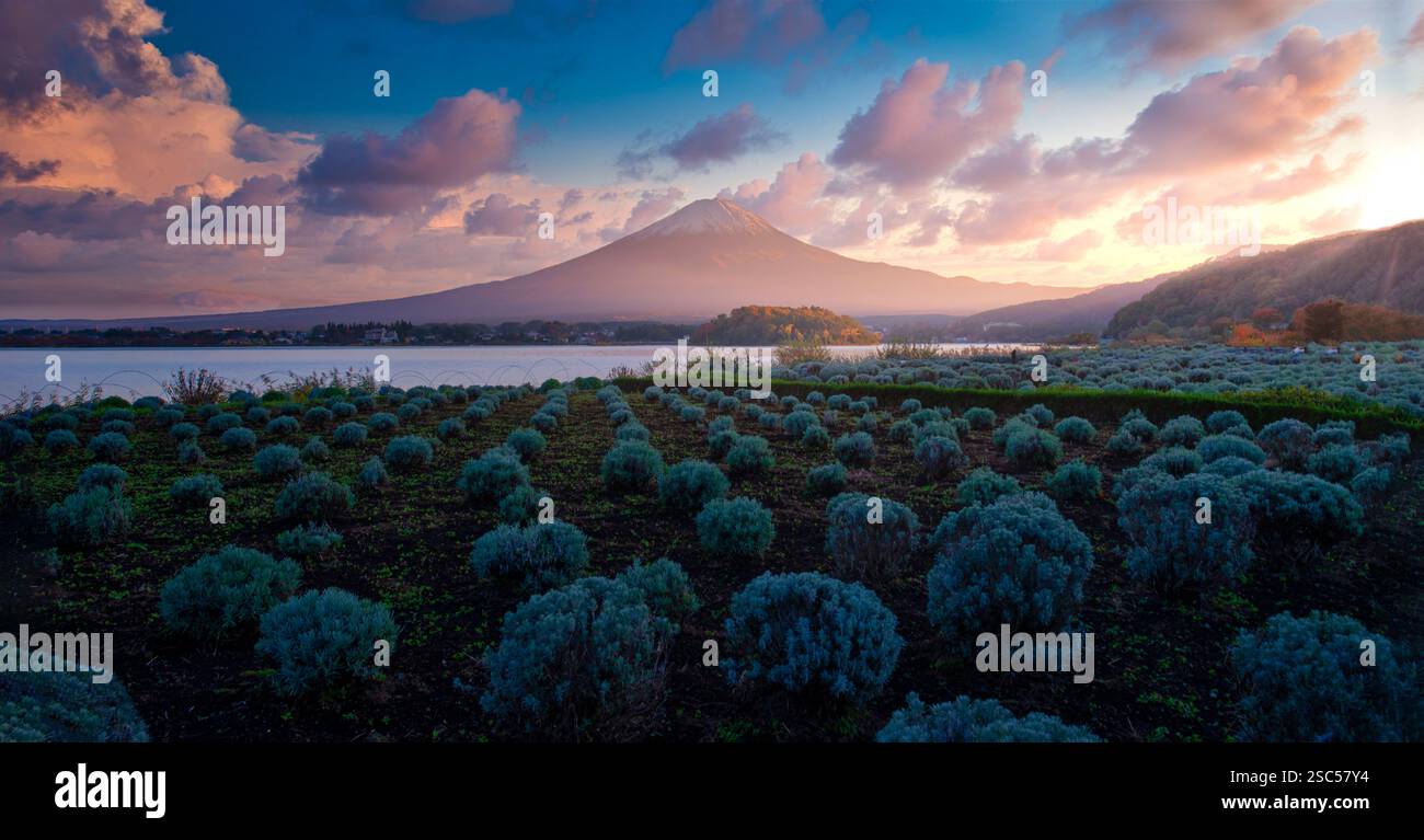 Mt. Fuji over Lake Kawaguchiko with flower garden at sunset in Fujikawaguchiko, Japan Stock ...
