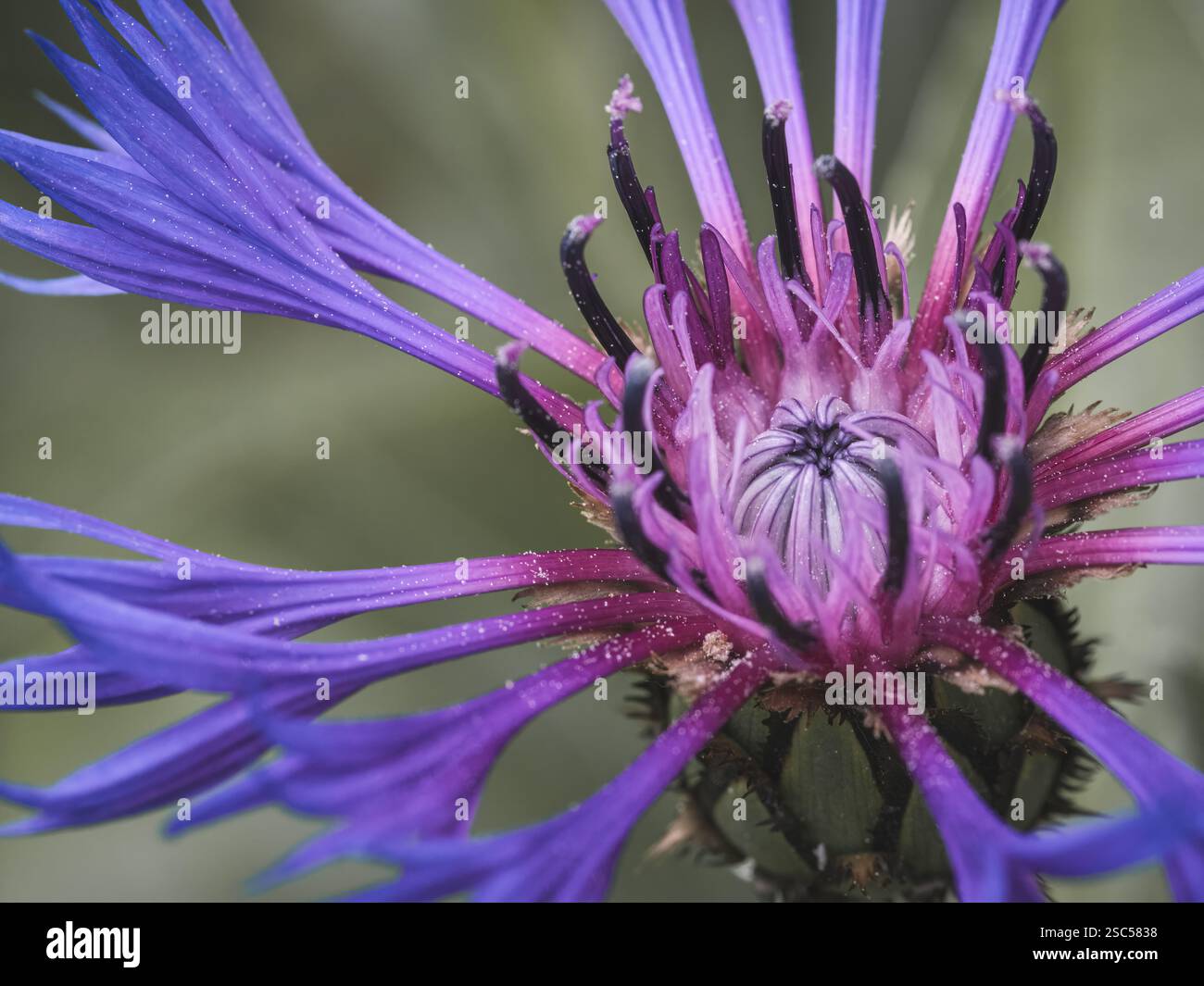 Purple 'Centaurea montana' cornflower in bloom Stock Photo - Alamy