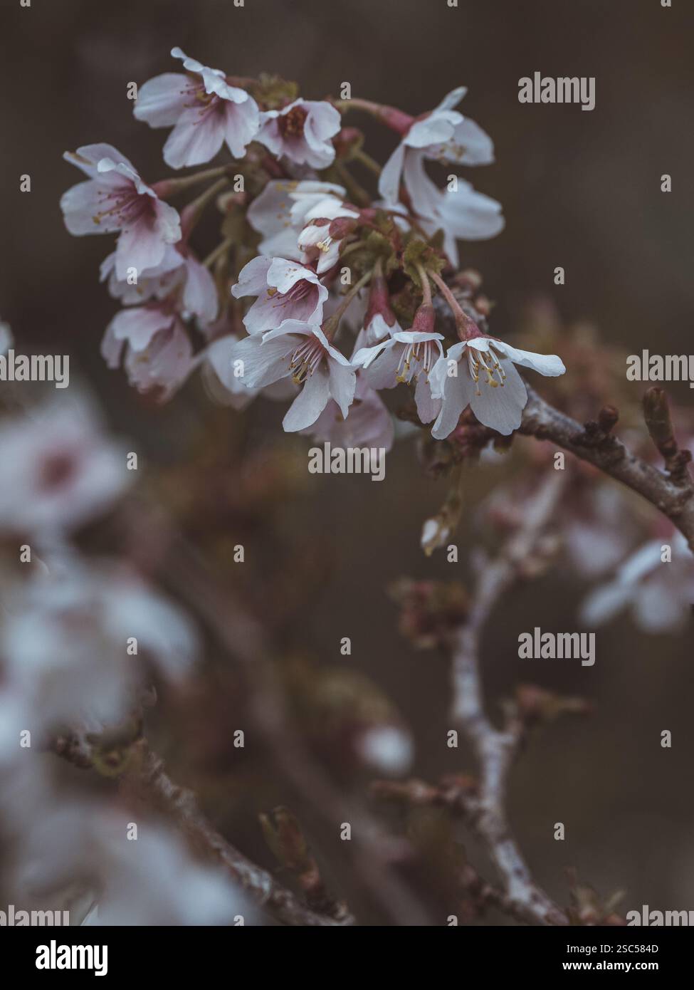 Dwarf cherry tree in hi-res stock photography and images - Alamy