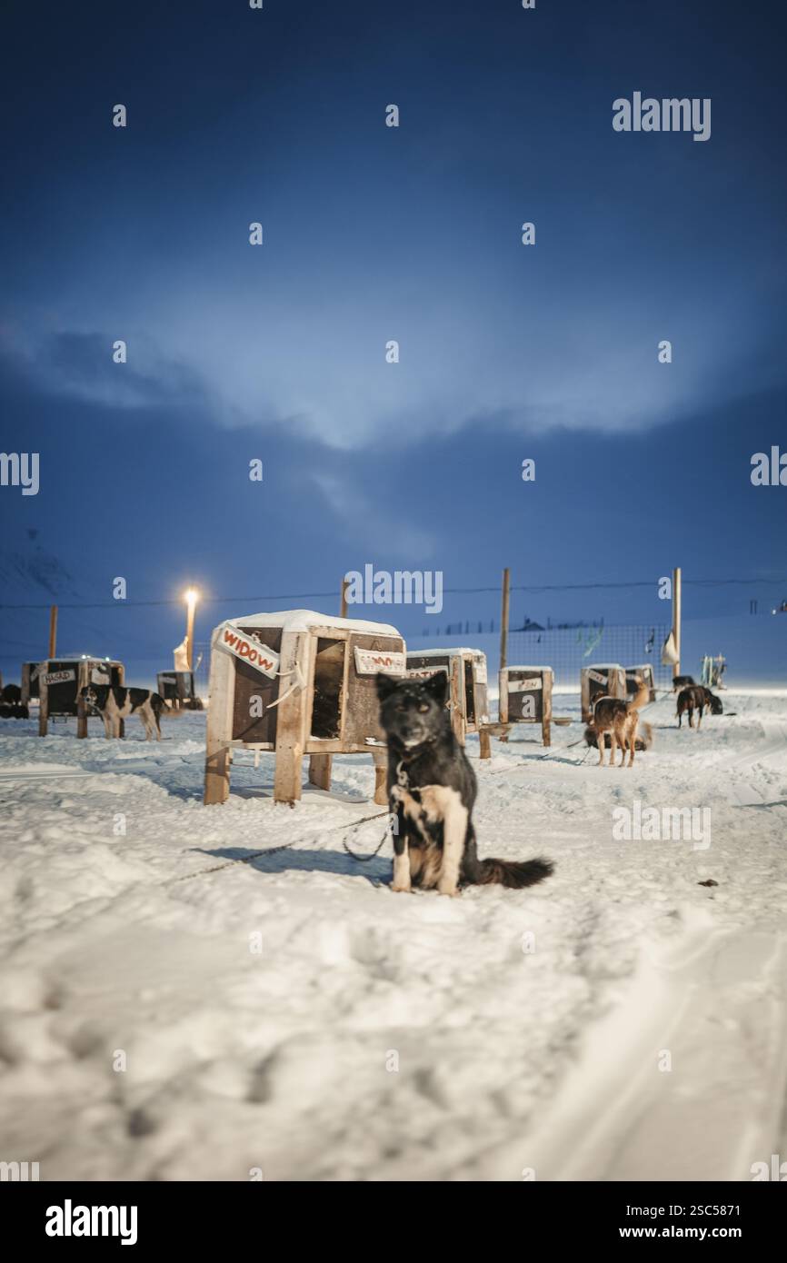 Black husky sat in the snow in the polar night in Longyearbyen ...