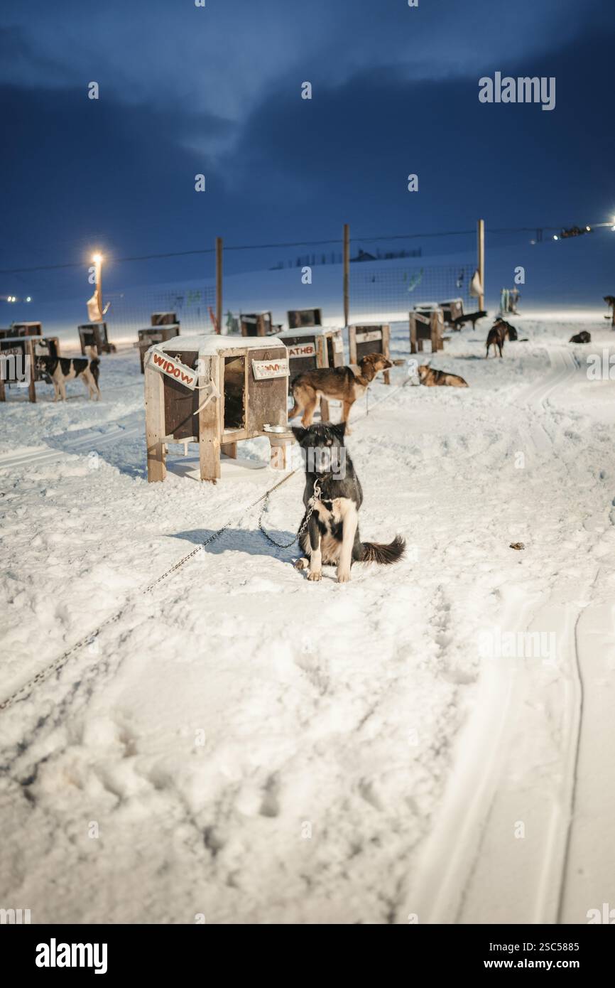 Husky sat in the arctic snow in Longyearbyen, Svalbard Stock Photo - Alamy