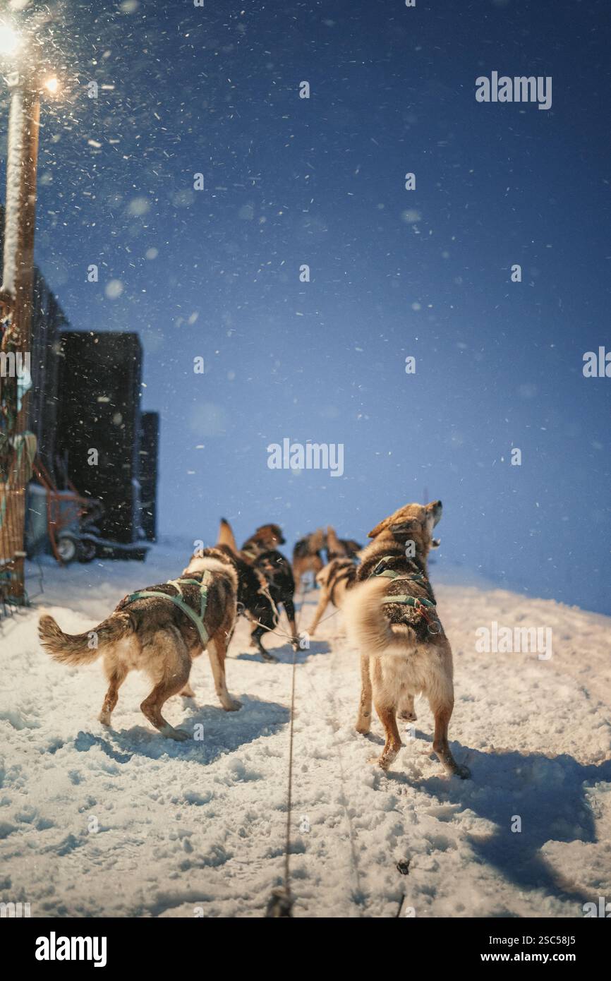 Huskies in the snowing polar night in front of sled in Longyearbyen ...