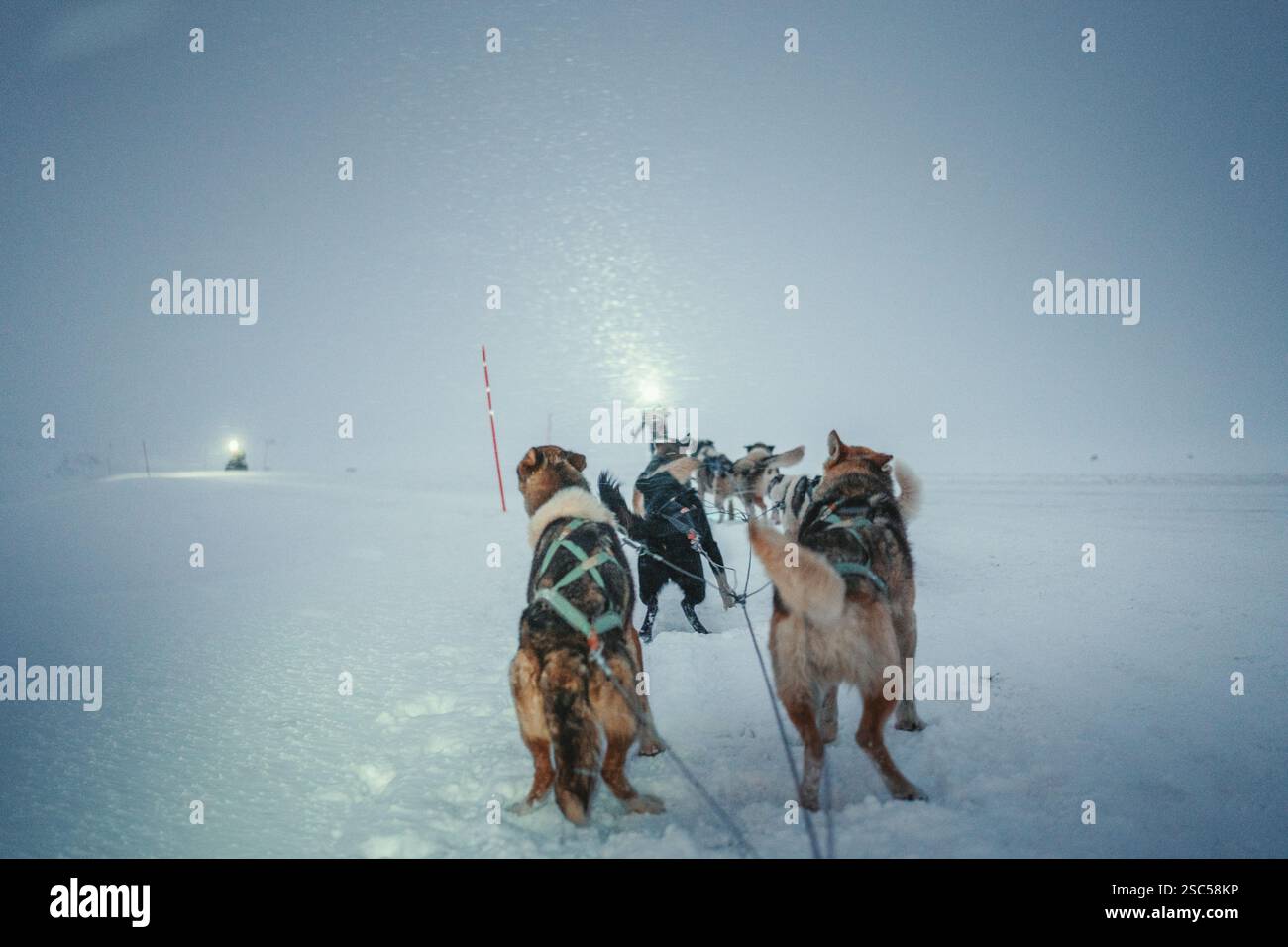 Huskies pulling sled through thick arctic snow in Longyearbyen ...
