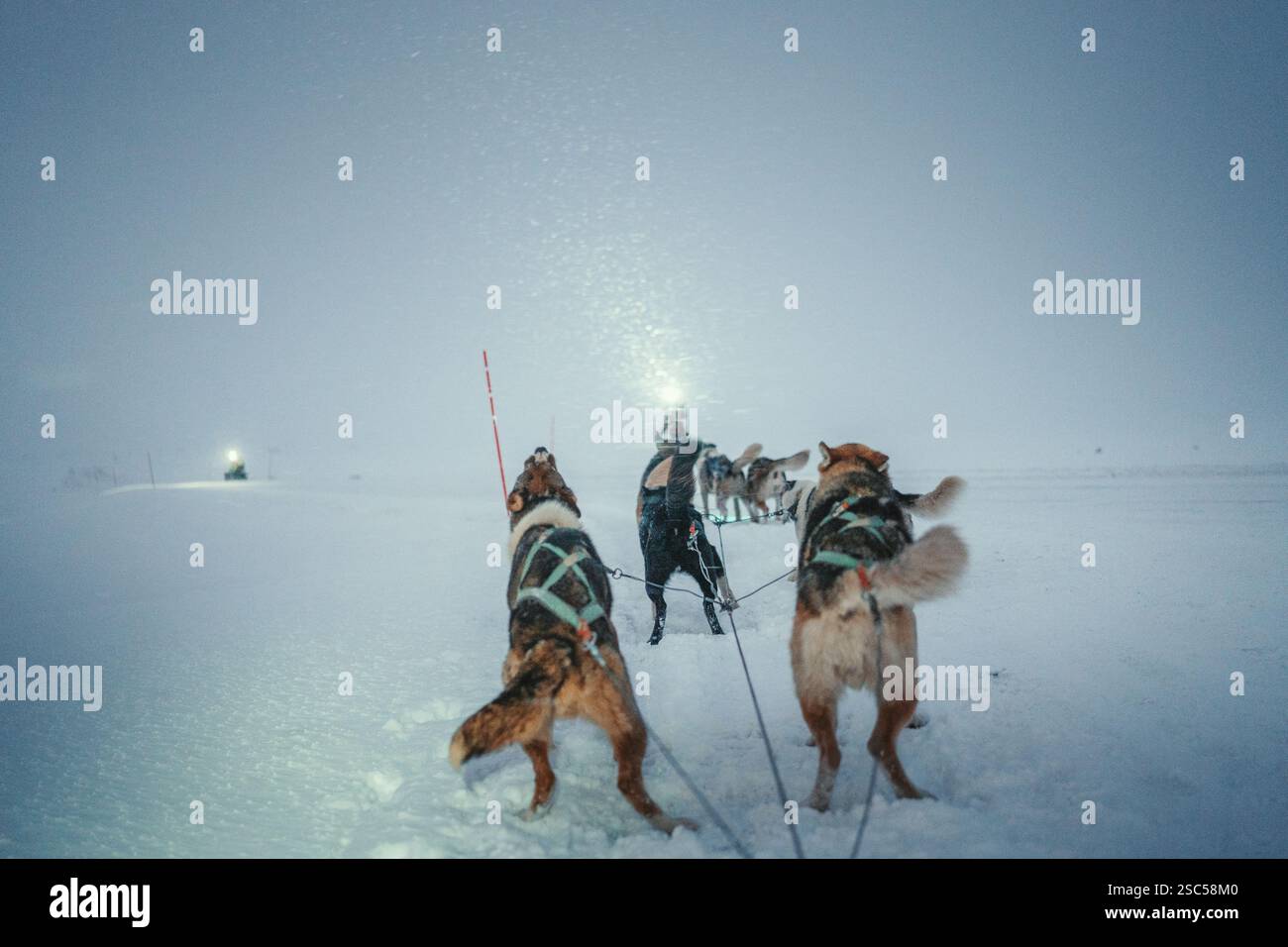 Huskies pulling sled in the arctic circle in Longyearbyen, Svalbard ...