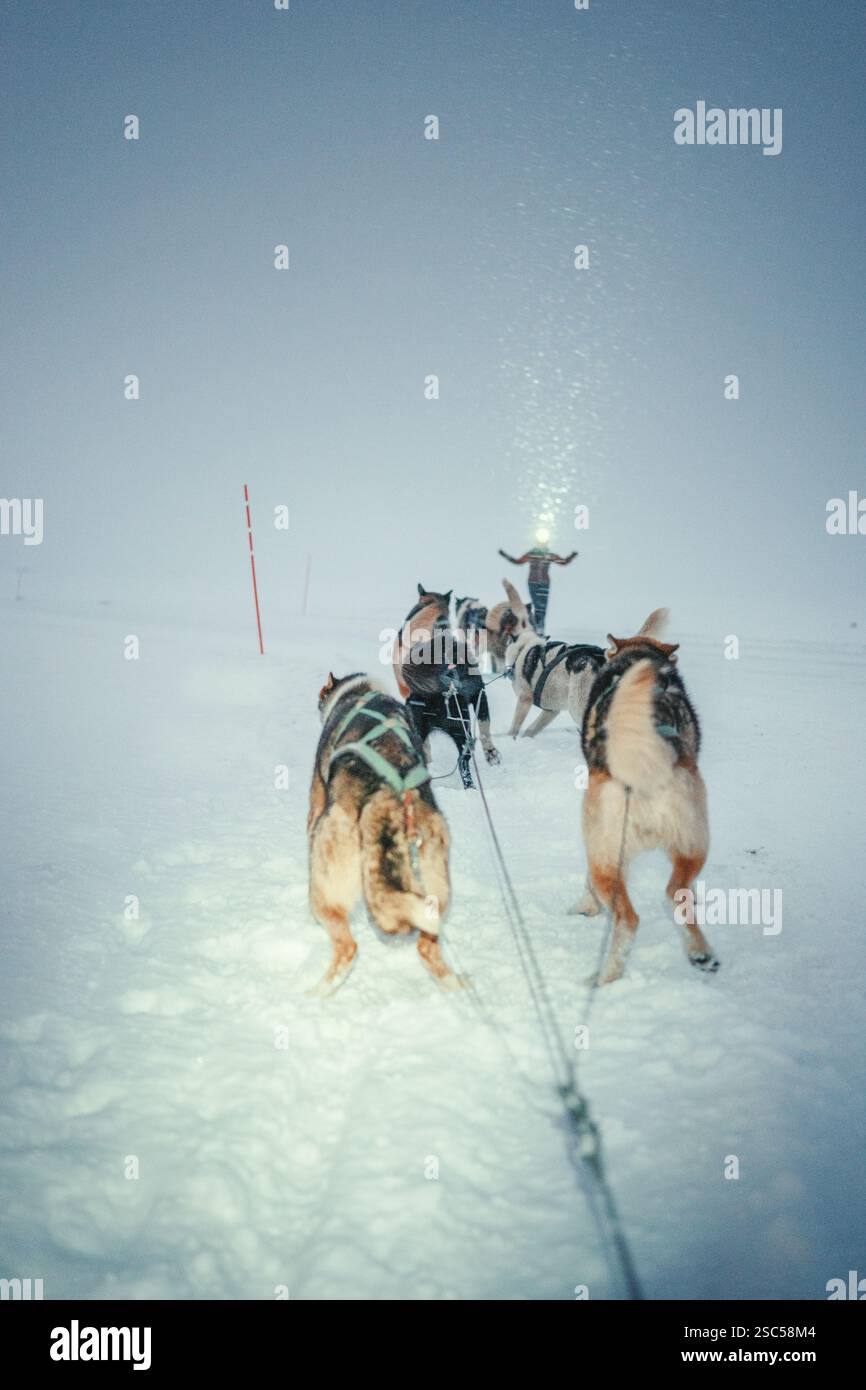 Huskies pulling sled in snow storm in the arctic circle, Longyearbyen ...