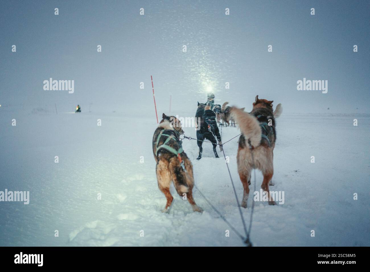 Huskies pulling sled through snow storm in the arctic in Longyearbyen ...