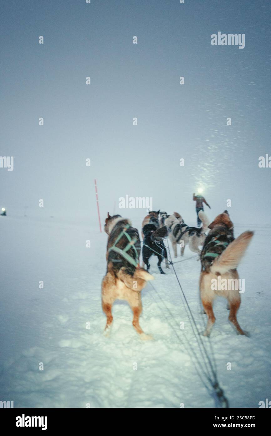 Huskies pulling sled through snow storm outside Longyearbyen, Svalbard ...