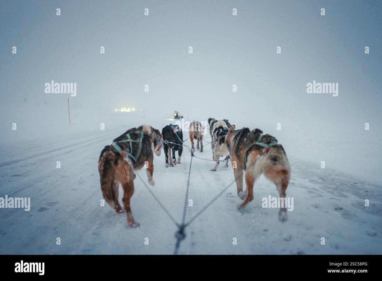 Huskies pulling sled through snowy fog outside Longyearbyen, Svalbard ...
