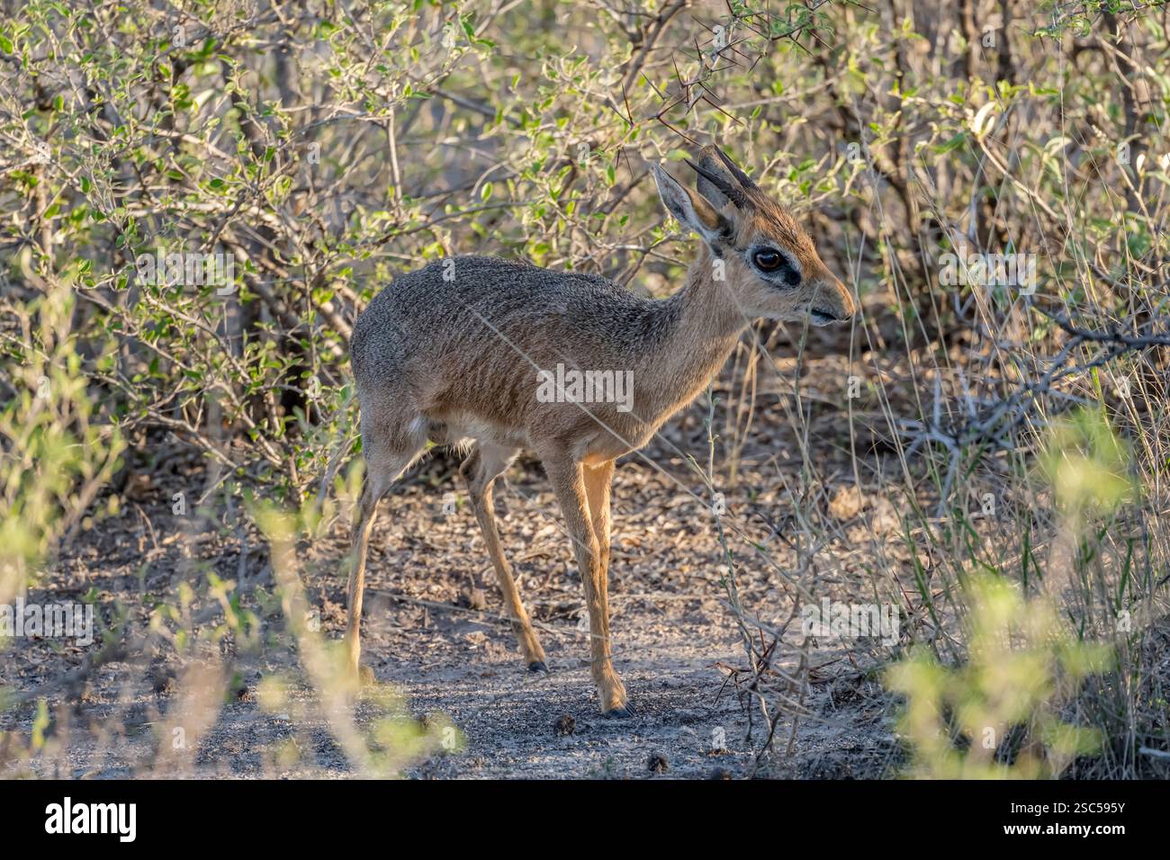 little Damara dik-dik male antelope amidst bushes of sandveld, shot in ...