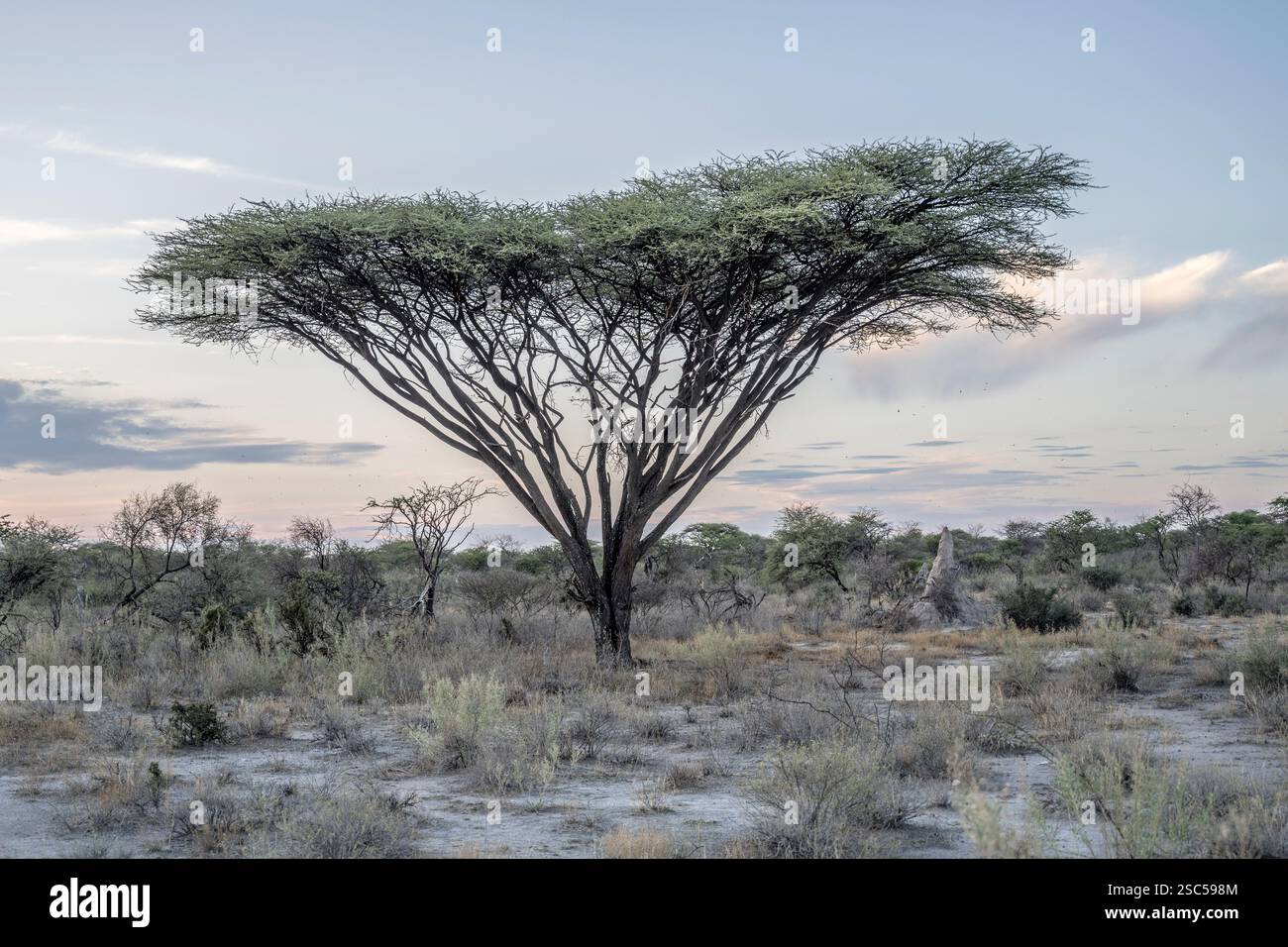 Sandveld acacia hi-res stock photography and images - Alamy