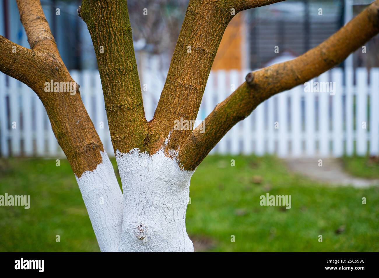 The tree is treated with white liquid. A well-groomed garden with fruit ...