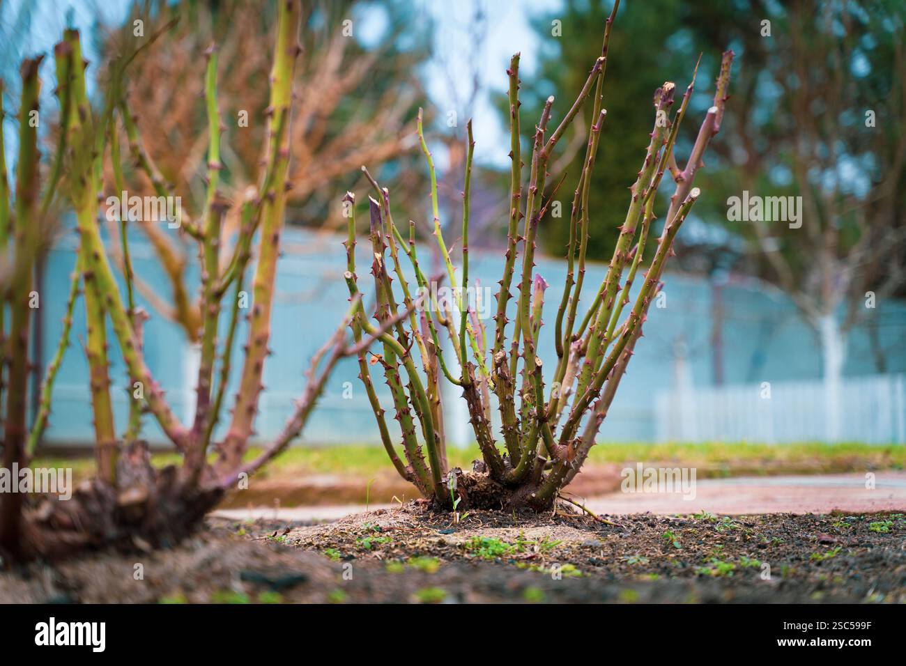 Pruned rose bushes in a country rose garden after winter. Leafless rose ...