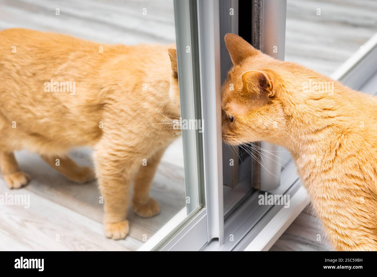 ginger cat peeking into open closet, close-up. the cat climbs into the wardrobe. curious cat ...