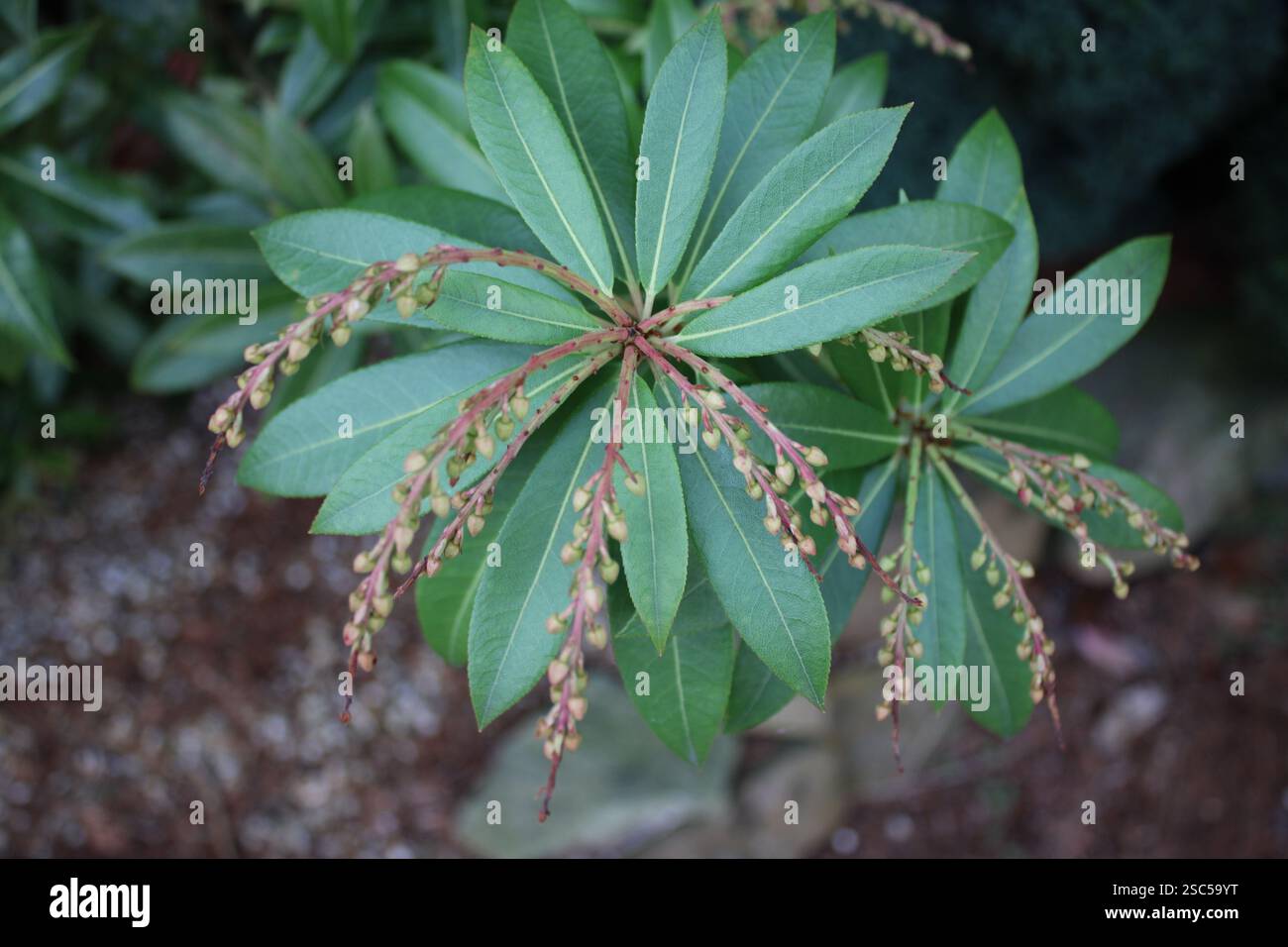 Japanese andromeda (Pieris japonica Stock Photo - Alamy