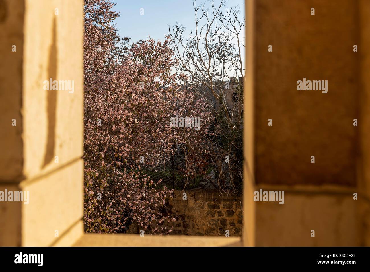 Blooming almond tree seen through a window in an ancient fortress wall ...