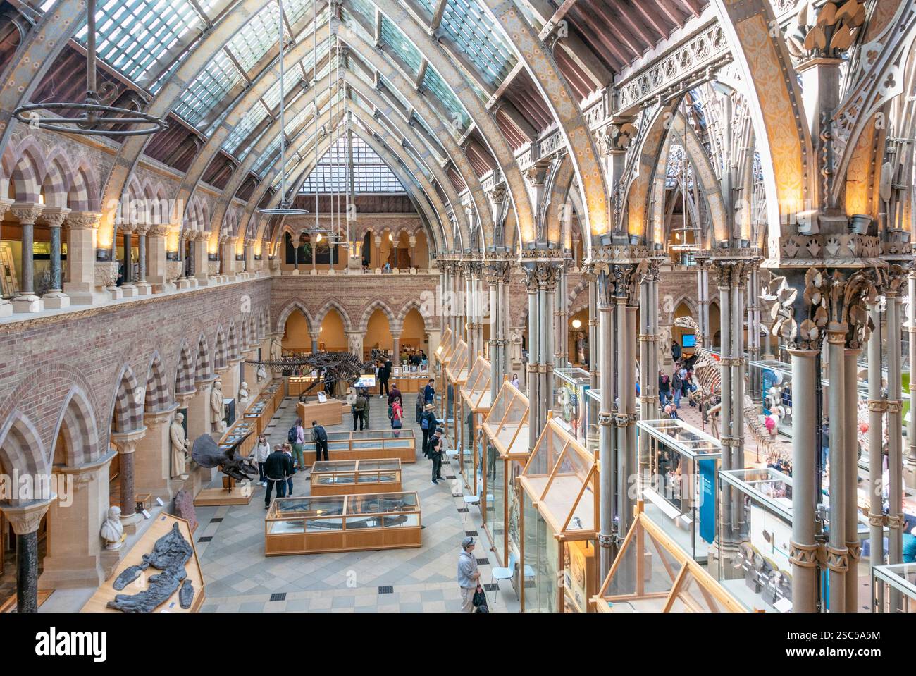 Oxford Museum of Natural History Oxford University of Oxford Oxfordshire England UK GB Europe ...