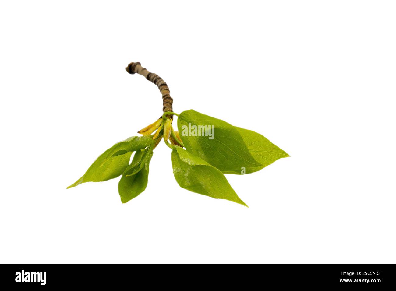 poplar tree branch with young leaves close up isolated on white ...