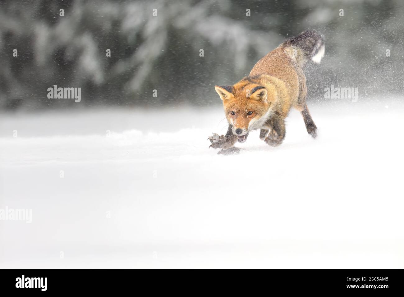 When a fox poses for a photographer in the forest Stock Photo - Alamy
