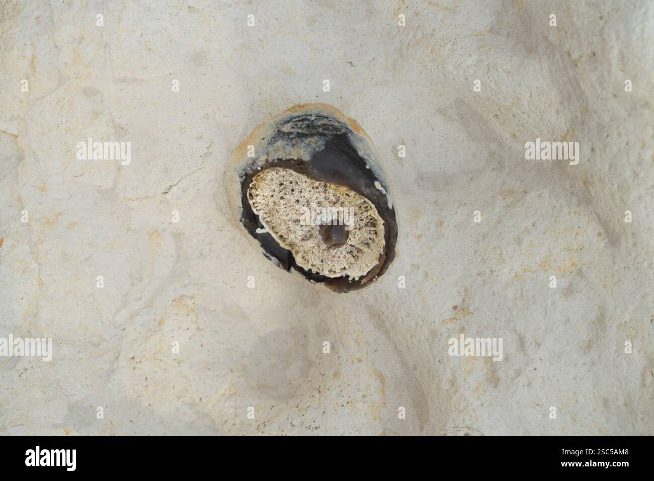 Fossil, likely a sponge, embedded in the Jurassic limestone of the ...