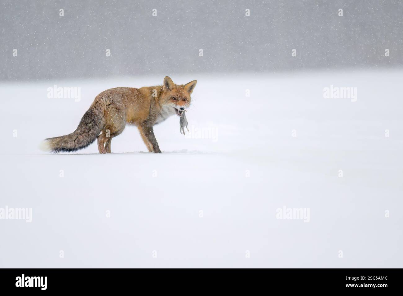 When a fox poses for a photographer in the forest Stock Photo - Alamy