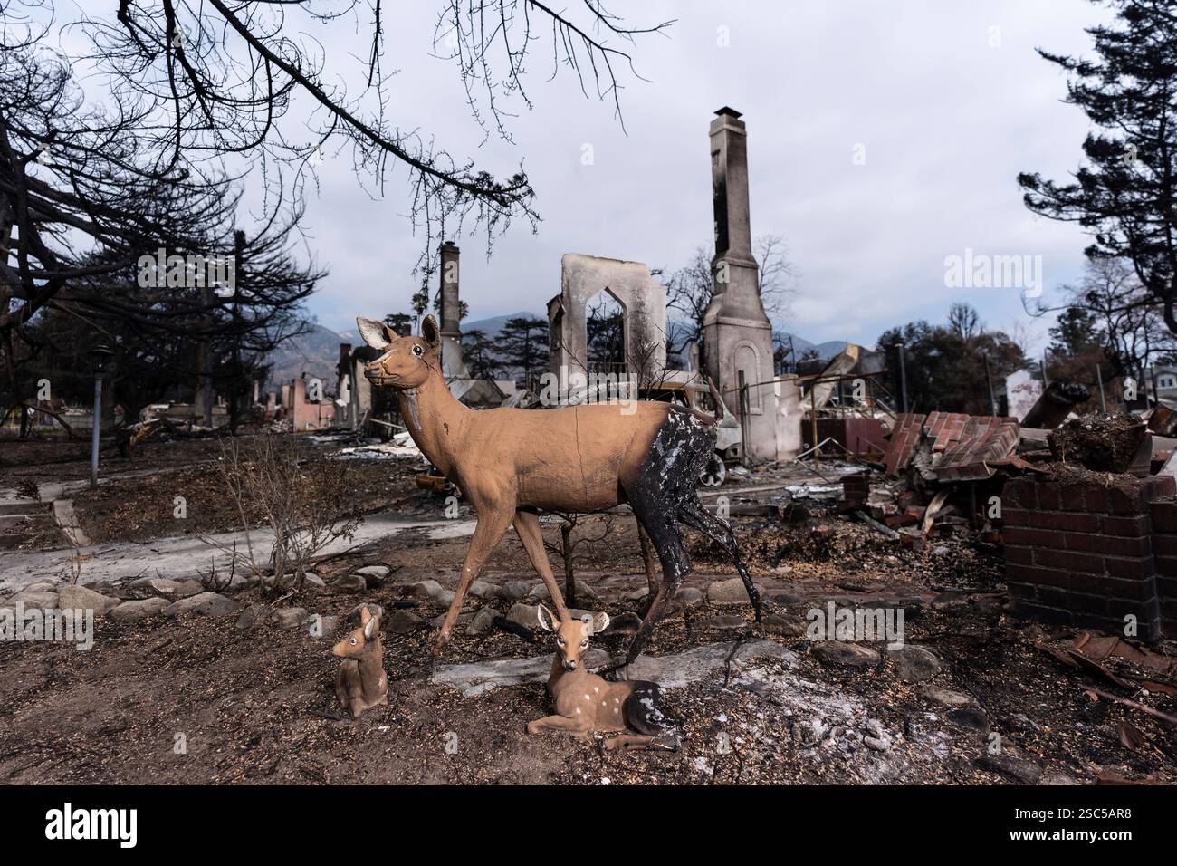 Partially burned deer statues stand in the front yard of Chris Wilson's ...