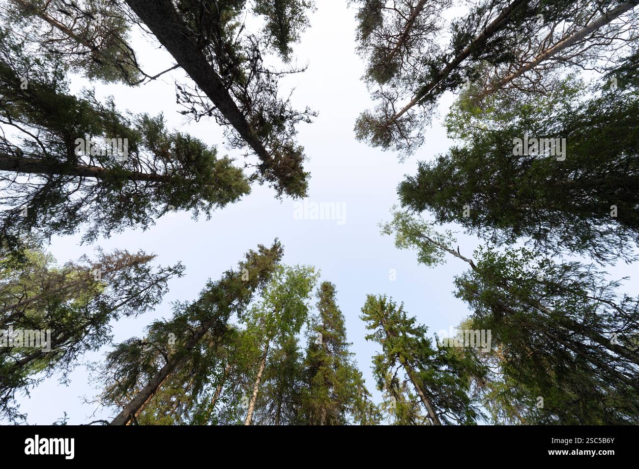 Looking up at the canopy of a boreal forest, likely in the Lapland ...