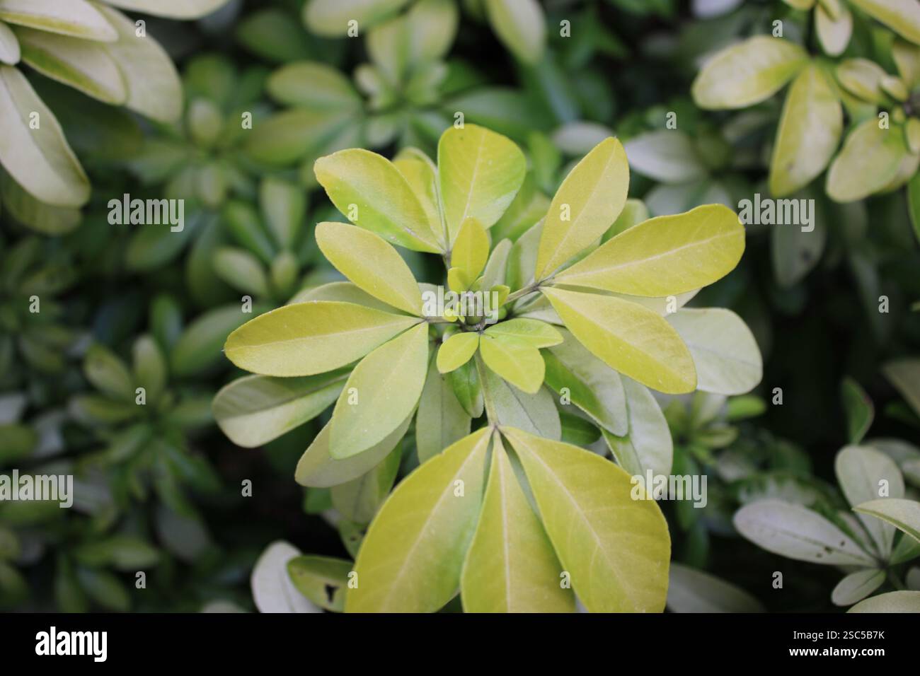 Mexican orange (Choisya ternata Stock Photo - Alamy