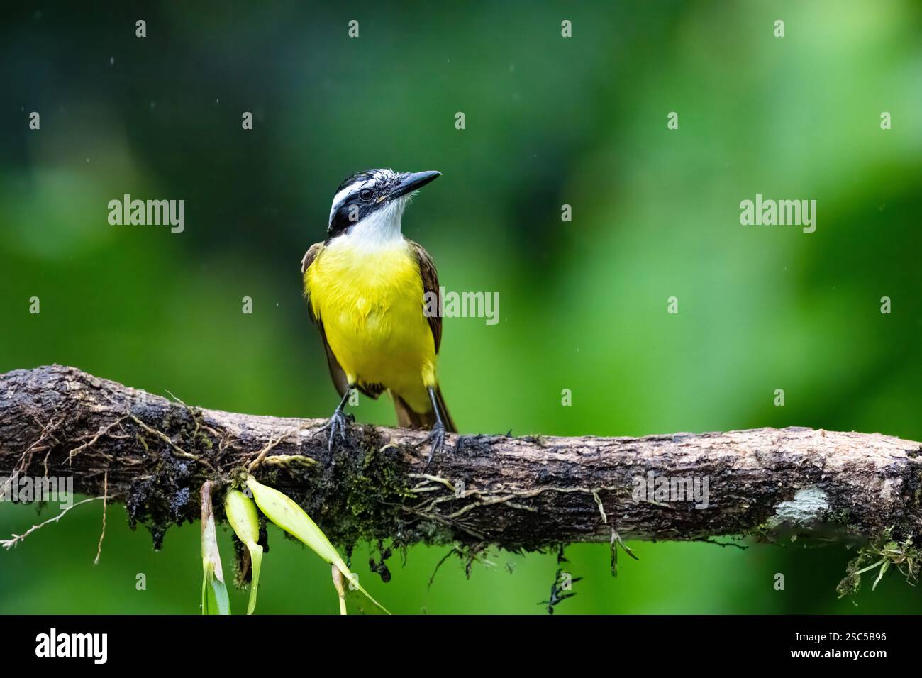 The great kiskadee, Pitangus sulphuratus, called bem-te-vi or pitogue ...