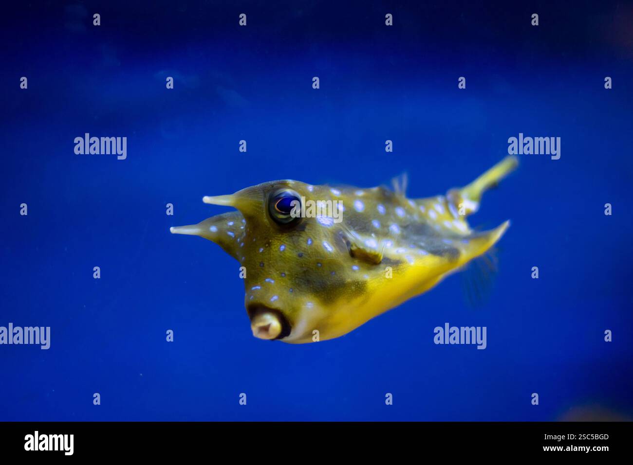 A vibrant and colorful fish showcasing an unusual and fascinating shape ...