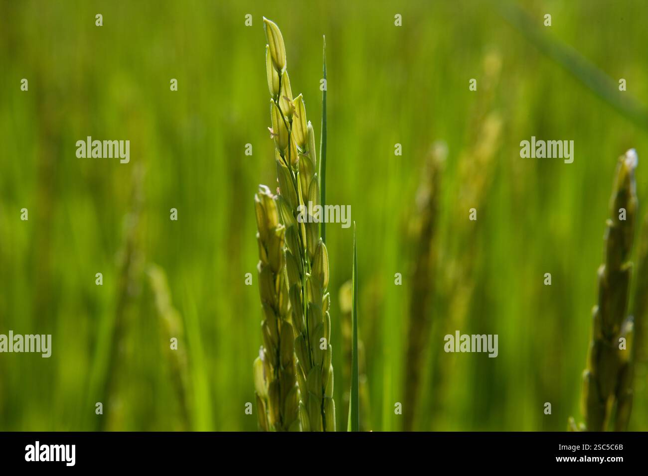 MAKEFU VILLAGE, IDODI DIVISION, IRINGA TANZANIA, May 2008: The village ...