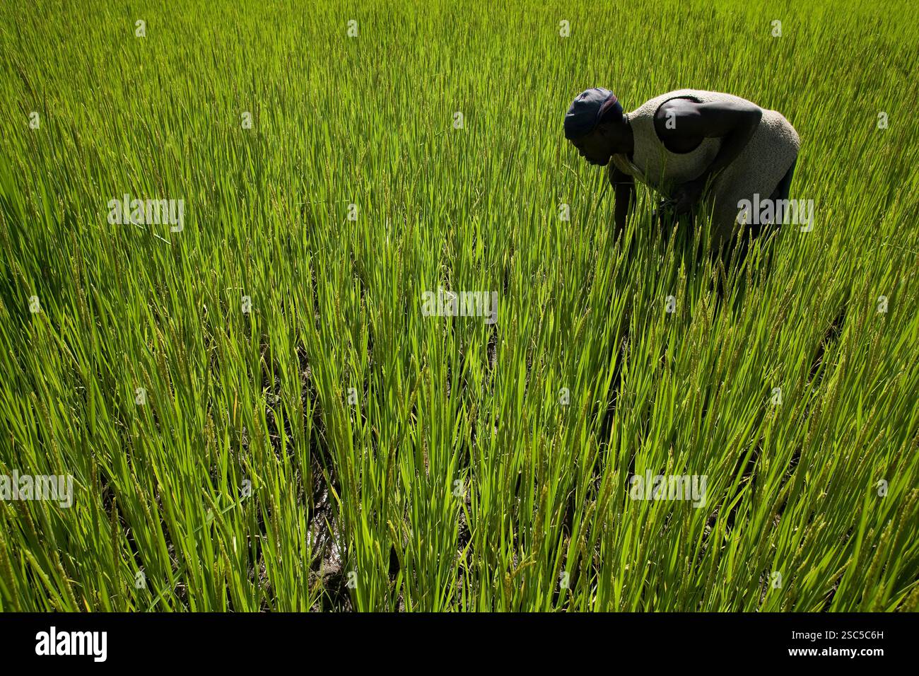 MAKEFU VILLAGE, IDODI DIVISION, IRINGA TANZANIA, May 2008: Teo Kasisi ...