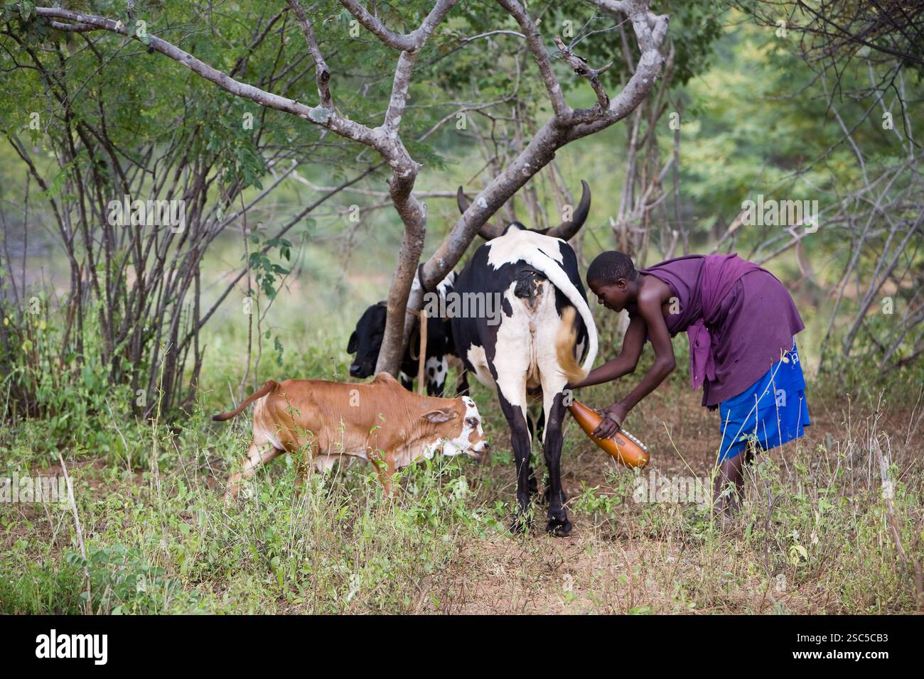MTANDIKA MASAI SETTLEMENT NEAR MGWELO VILLAGE, IDODI DIVISION, IRINGA ...