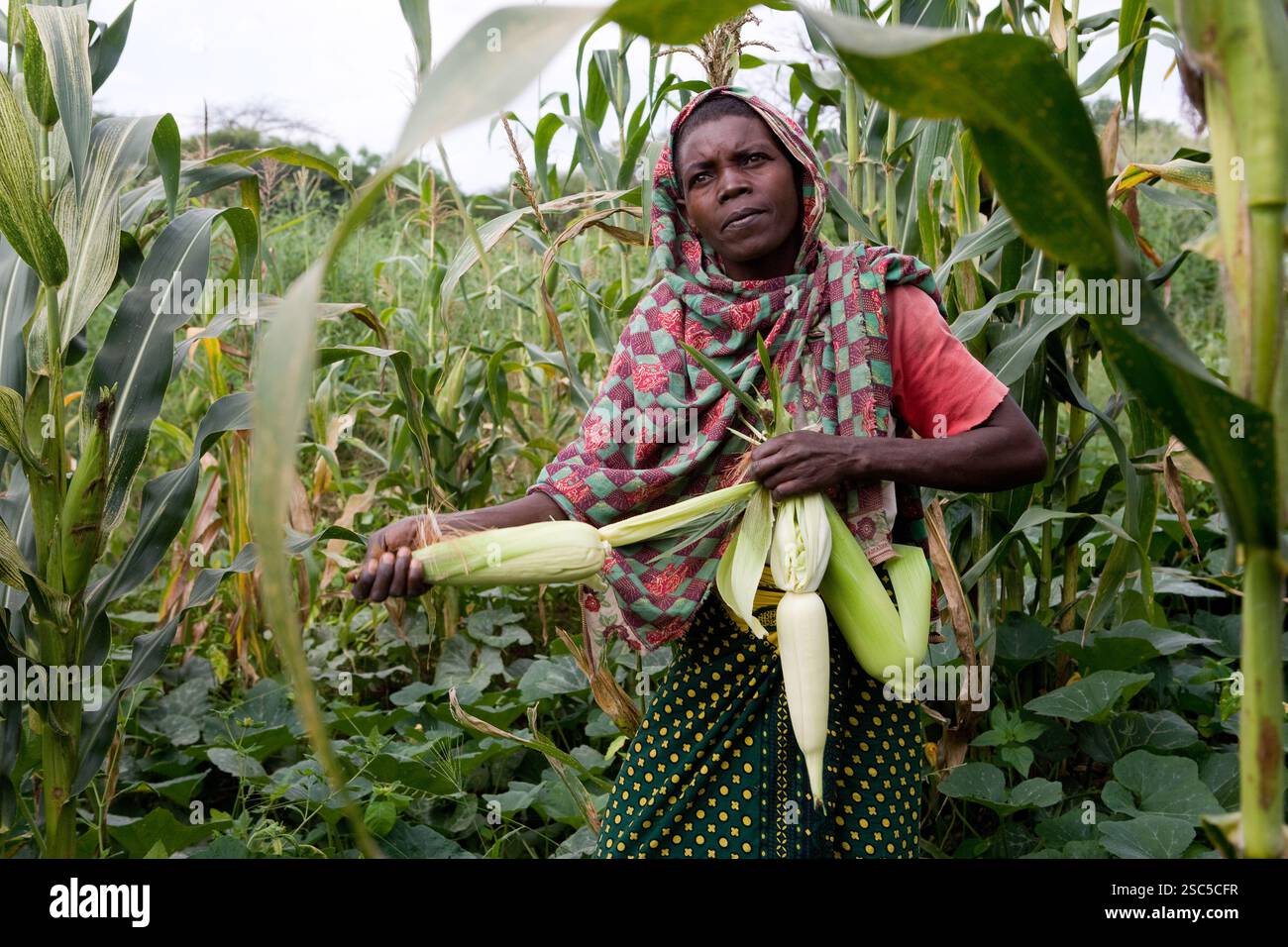 Woman harvesting ripe corn cobs hi-res stock photography and images - Alamy