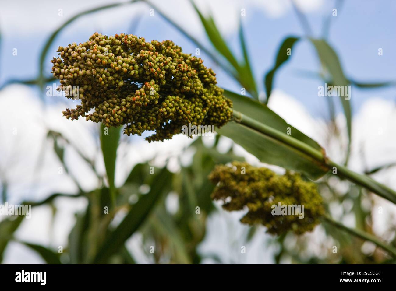MGWELO VILLAGE, IDODI DIVISION, IRINGA, TANZANIA, May 2008: Ripe heads ...