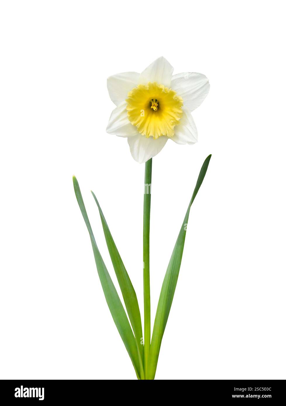 Single daffodil cutout leaves hi-res stock photography and images - Alamy