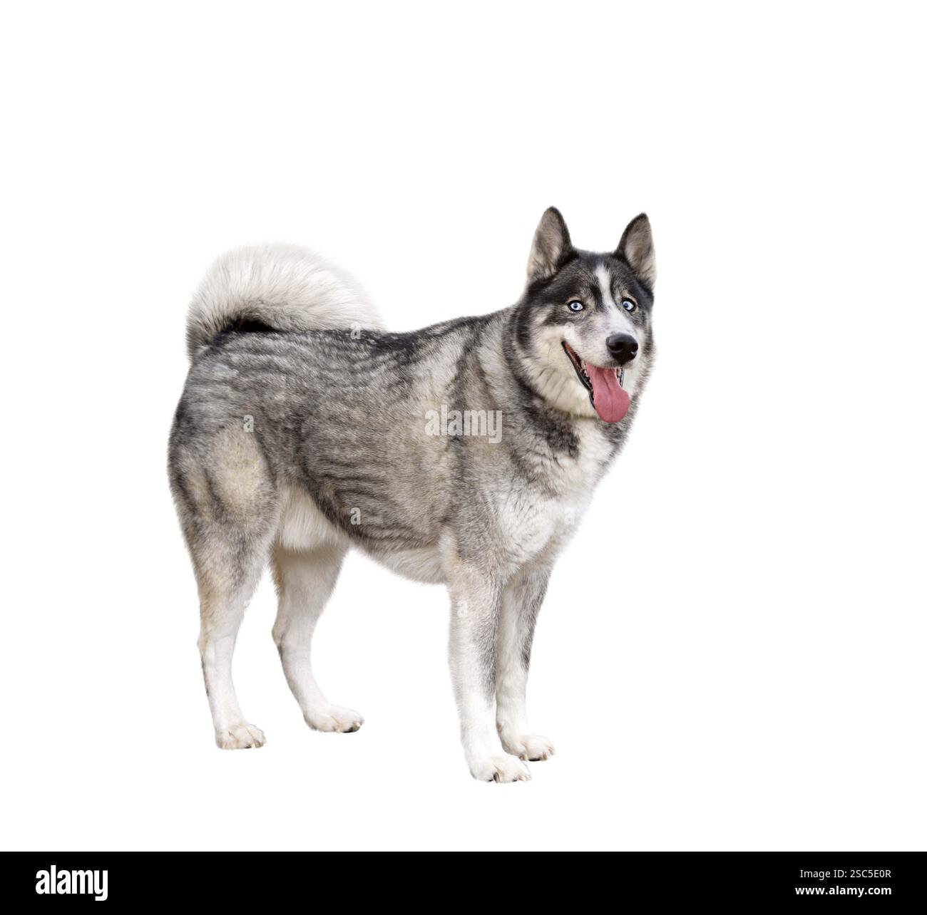 Full size portrait of Husky dog standing with mouth open and tongue out ...
